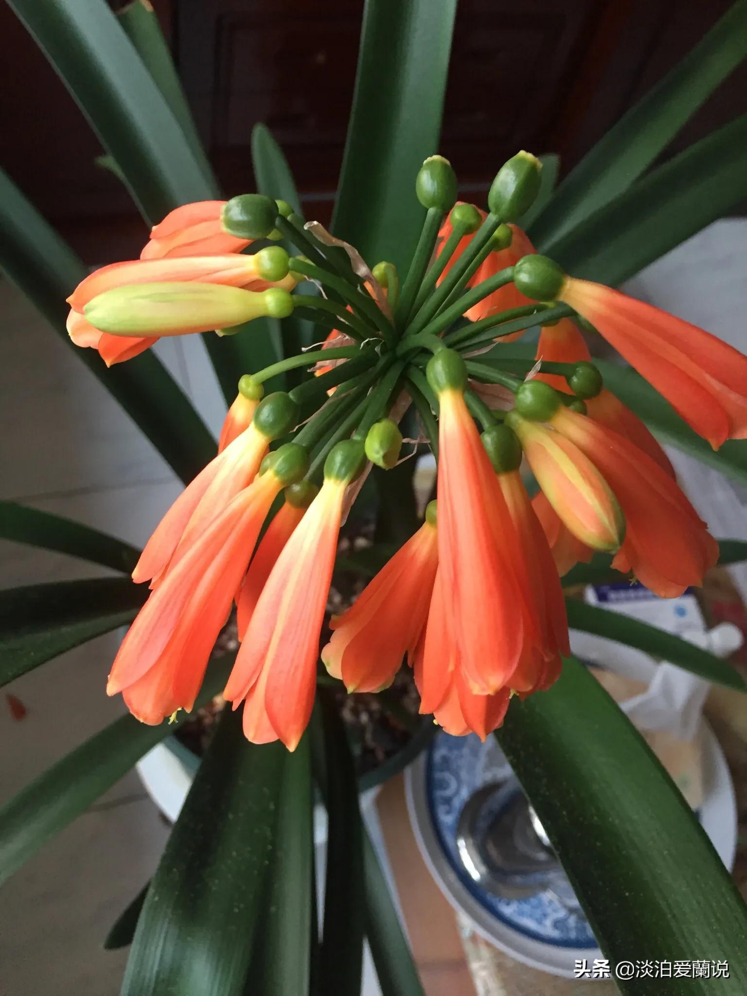 Flower blooming wealth and wealth map - iNEWS