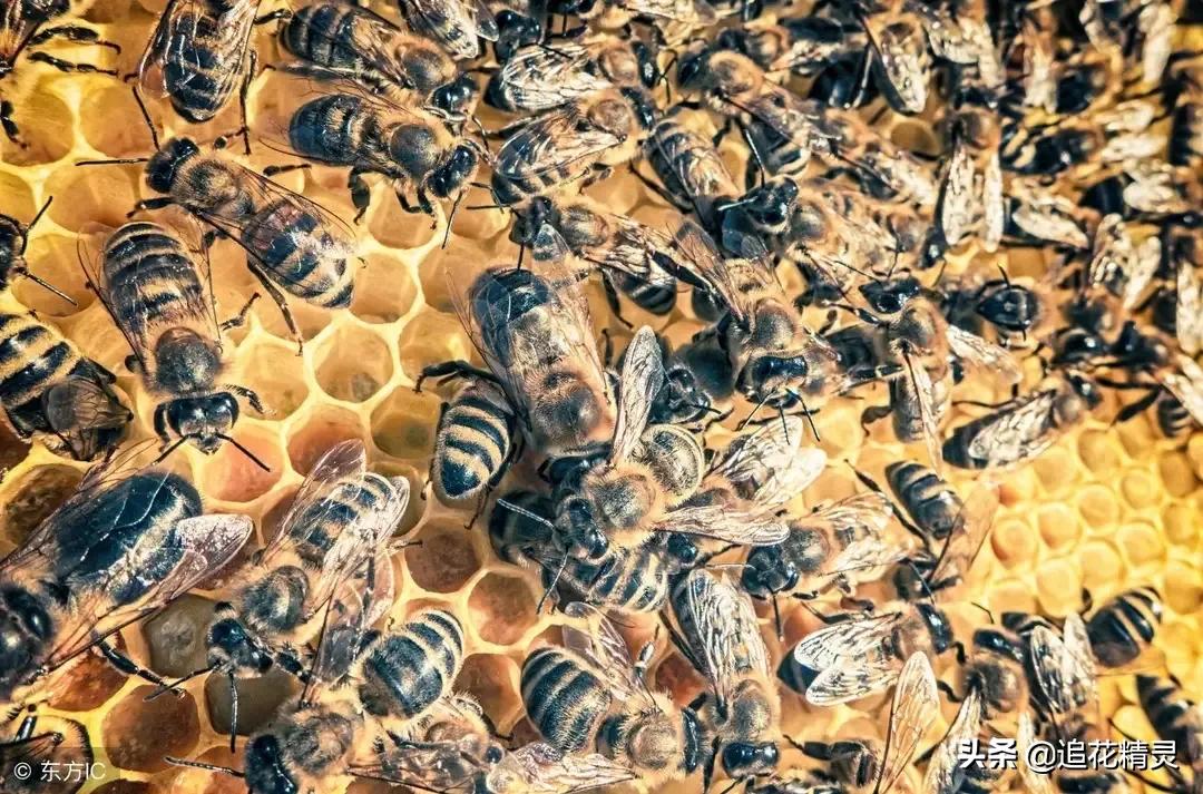 If humans are like a bee society, should they choose to be male or ...