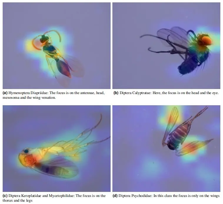 Artificial intelligence assists scientists in classifying insects and ...