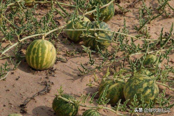 Why do watermelons grow in the waterless desert?Local people advise ...