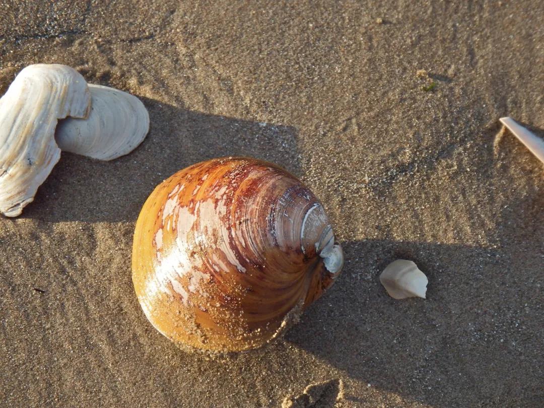 (Talking casually) The clam that I ate at noon may be several hundred ...