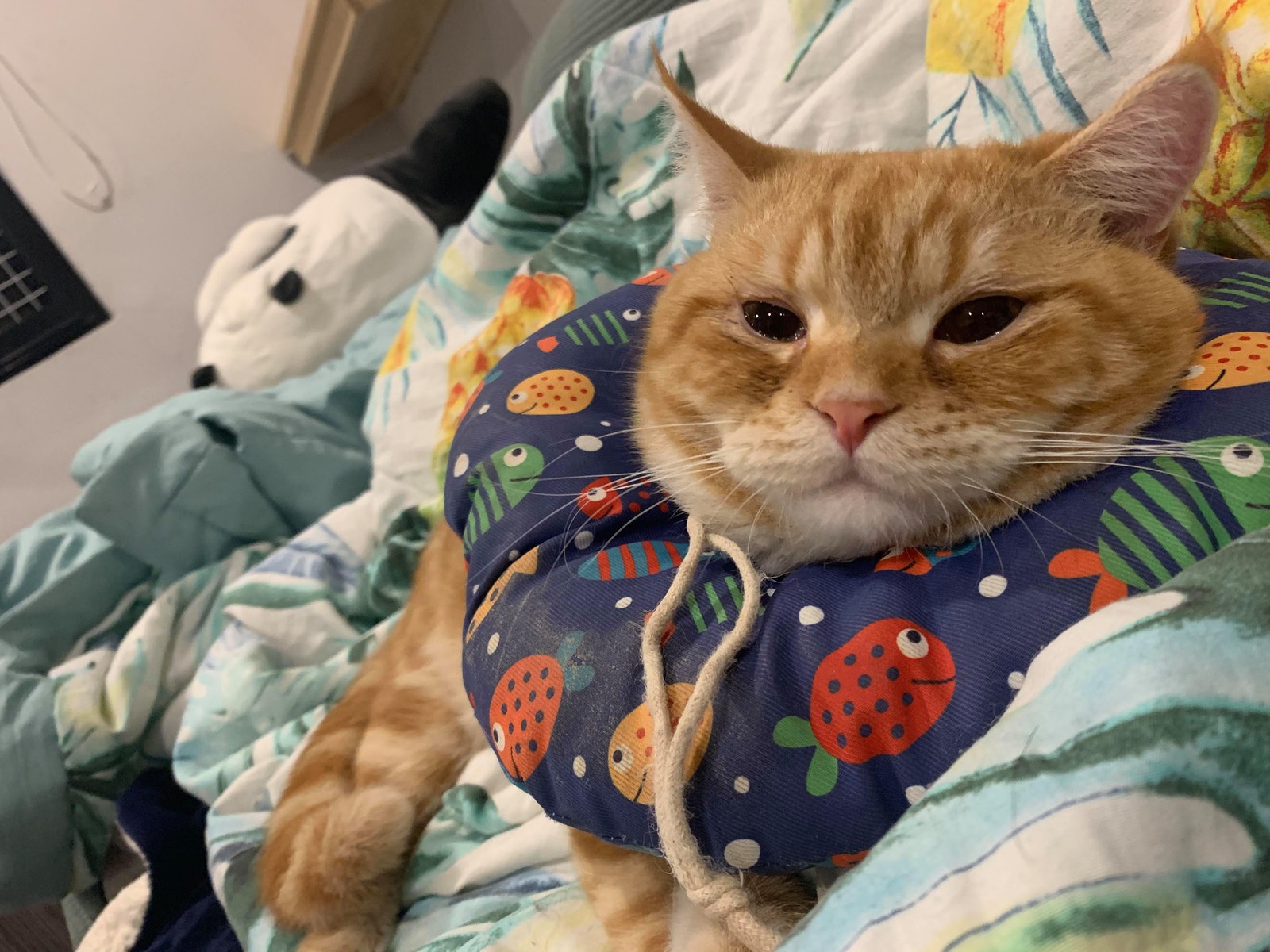 The orange cat retched white bubbles after eating the "paper napkins ...