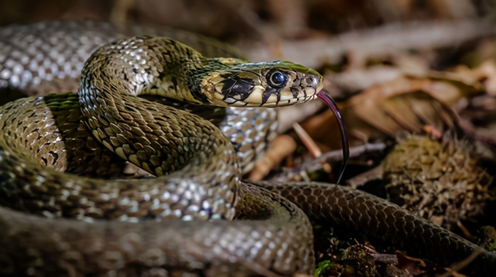Centipede vs. viper!The duel between the five poisons, even if the ...