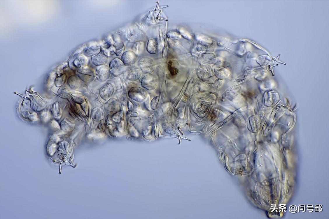 Water bear worms can withstand the impact of bullets and may "migrate ...