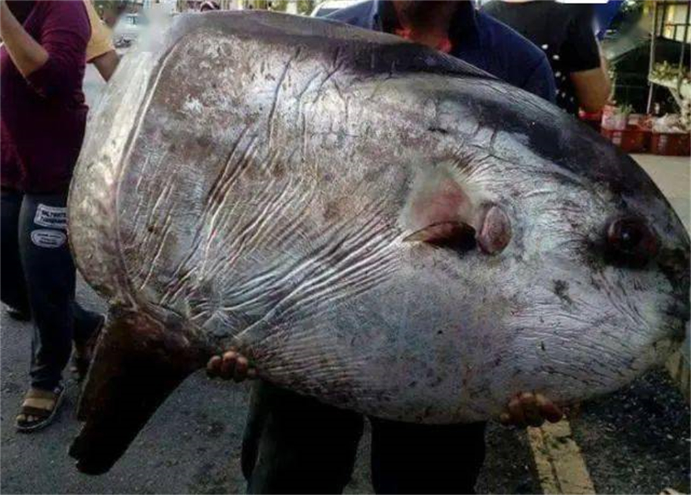 Why is the sunfish that won't escape even if it is bitten? - iNEWS