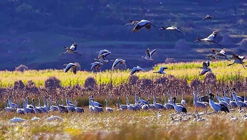 Bird Kingdom-Weining Caohai - iNEWS