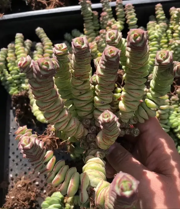 Succulent "money skewers", string small copper coins, do these 3 points ...