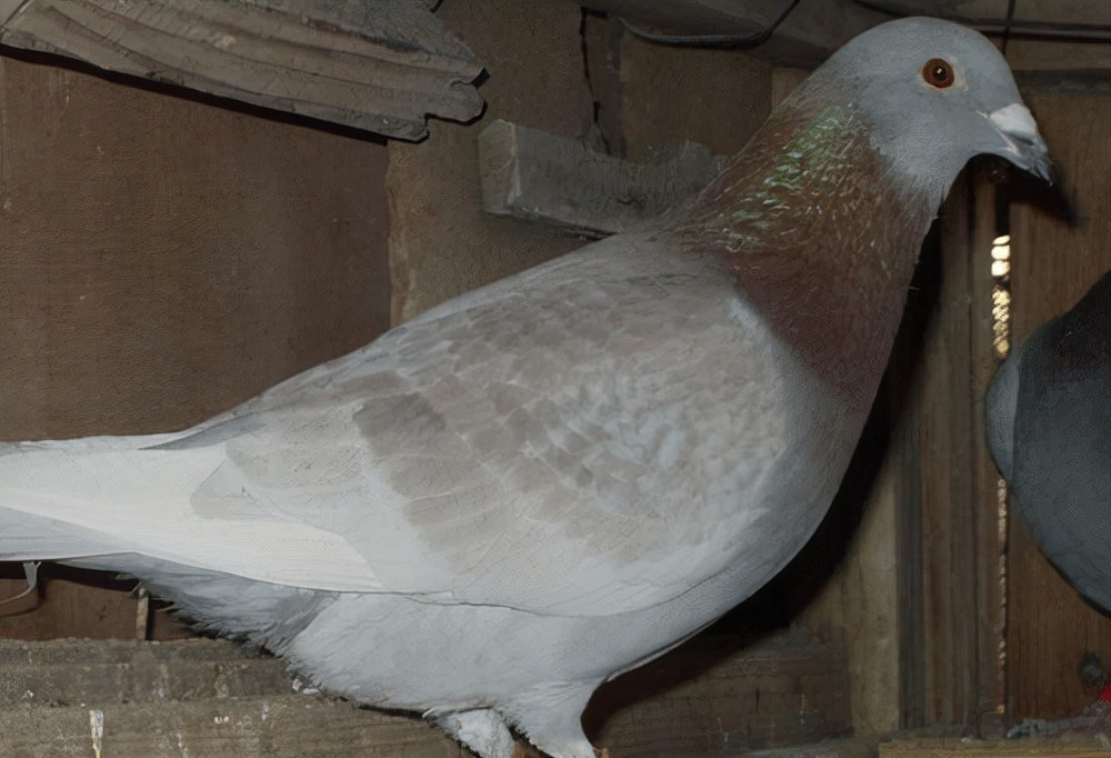Pigeon Raising Class: How to treat pigeons with monocular cold and use ...