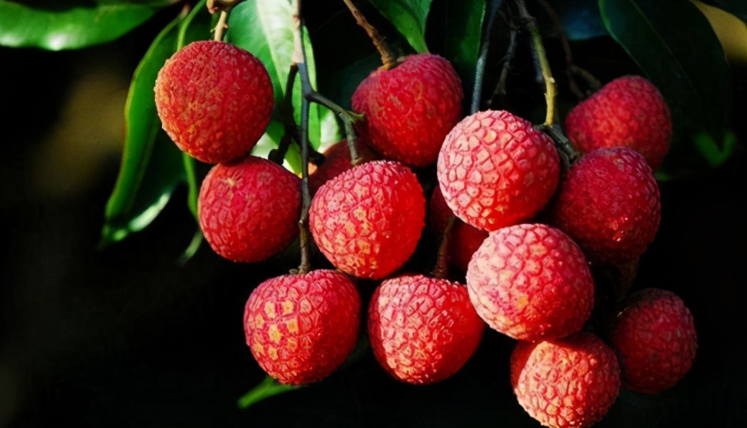 What are the top ten most delicious fruits in the world? - iNEWS