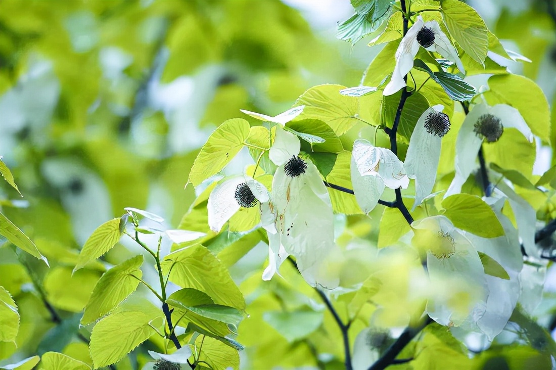 There are 15 species of first-level key protected plants in Chengdu ...