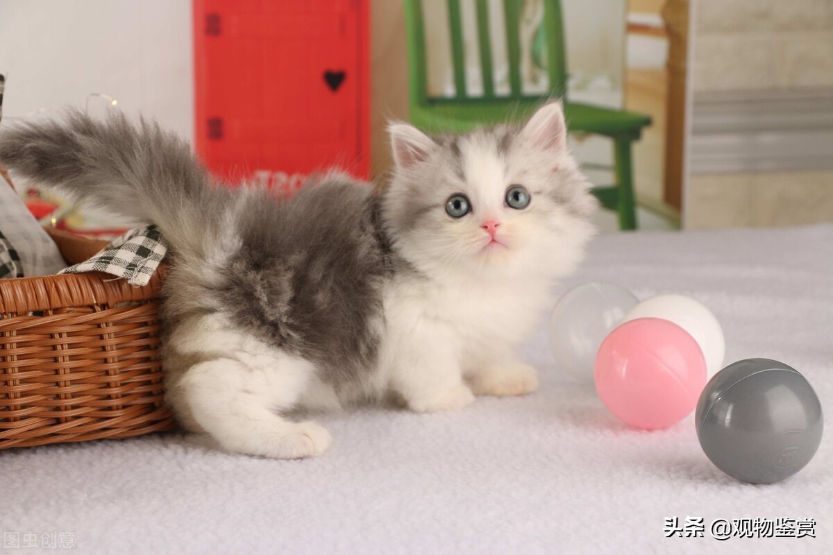 Why is the Napoleon cat called the Napoleon cat? What kind of cat is ...