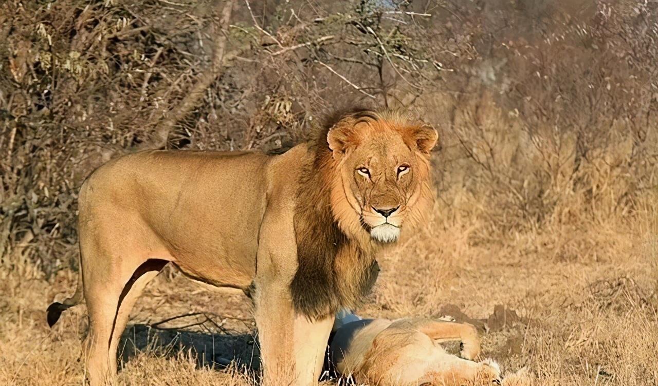 The top ten giant lion king in the world, weighing up to 281 kilograms ...