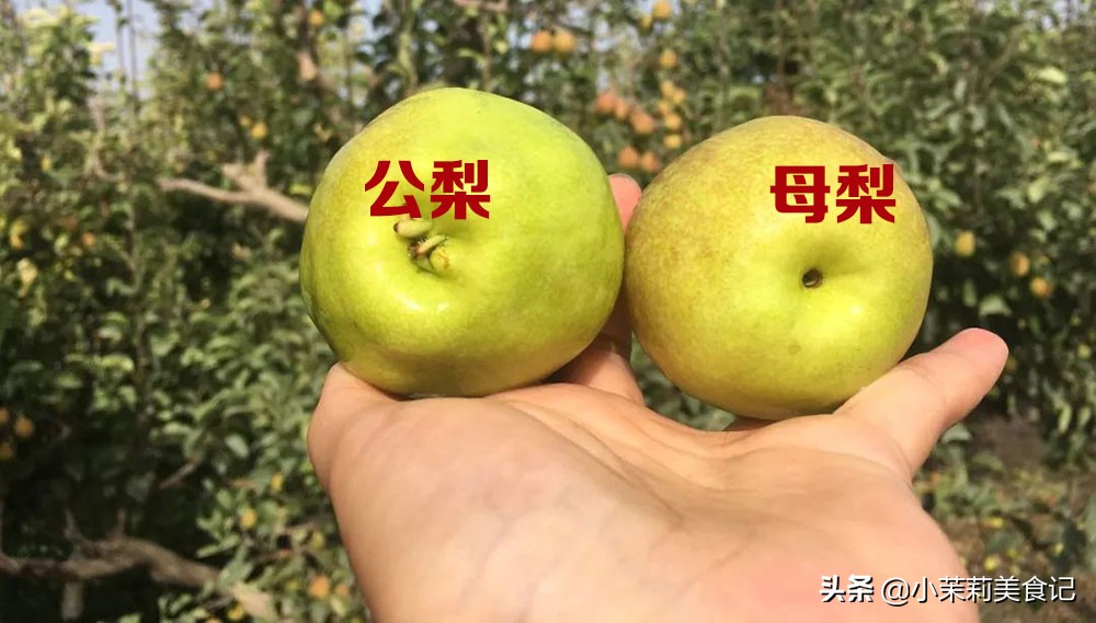 Pears are special for people in autumn. When you buy pears, you must ...