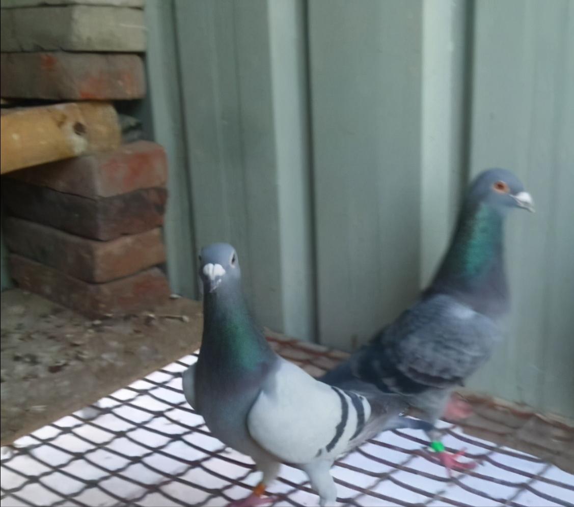 One way to cure pigeons vomiting - iNEWS