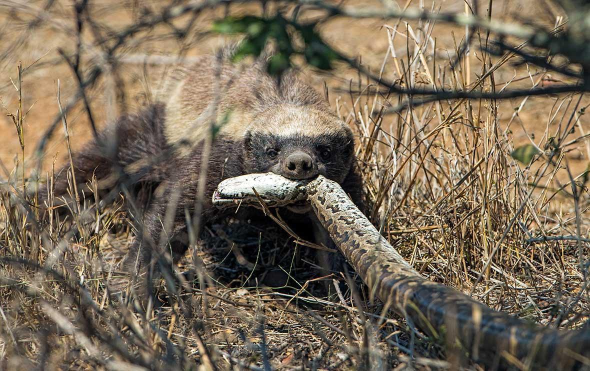 "Brother Flathead" honey badger is immune to venomous snakes and runs ...