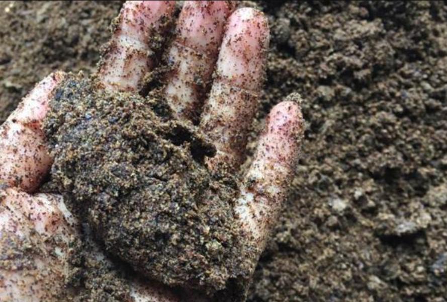 Rapeseed cake is fermented to make flower fertilizer, and the ...