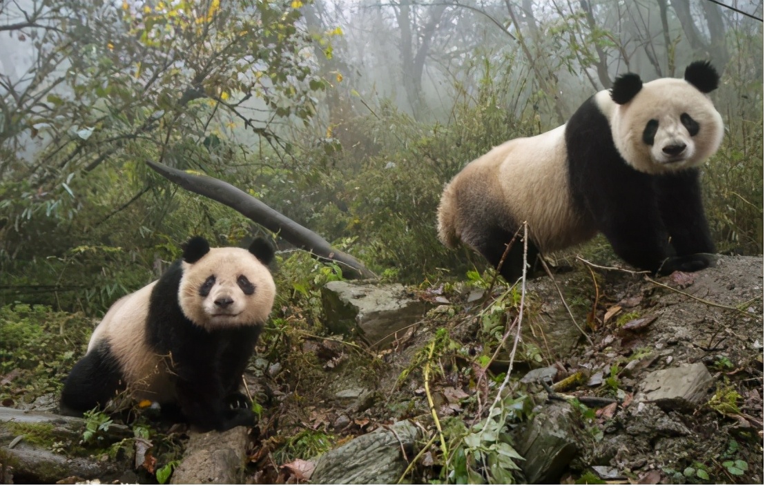 Eight wild giant pandas ran into Gansu. They are so docile, do they ...