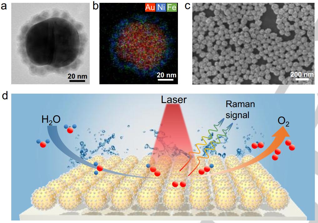 Nankai Xiewei team Angew: Surface-enhanced Raman spectroscopy proves ...