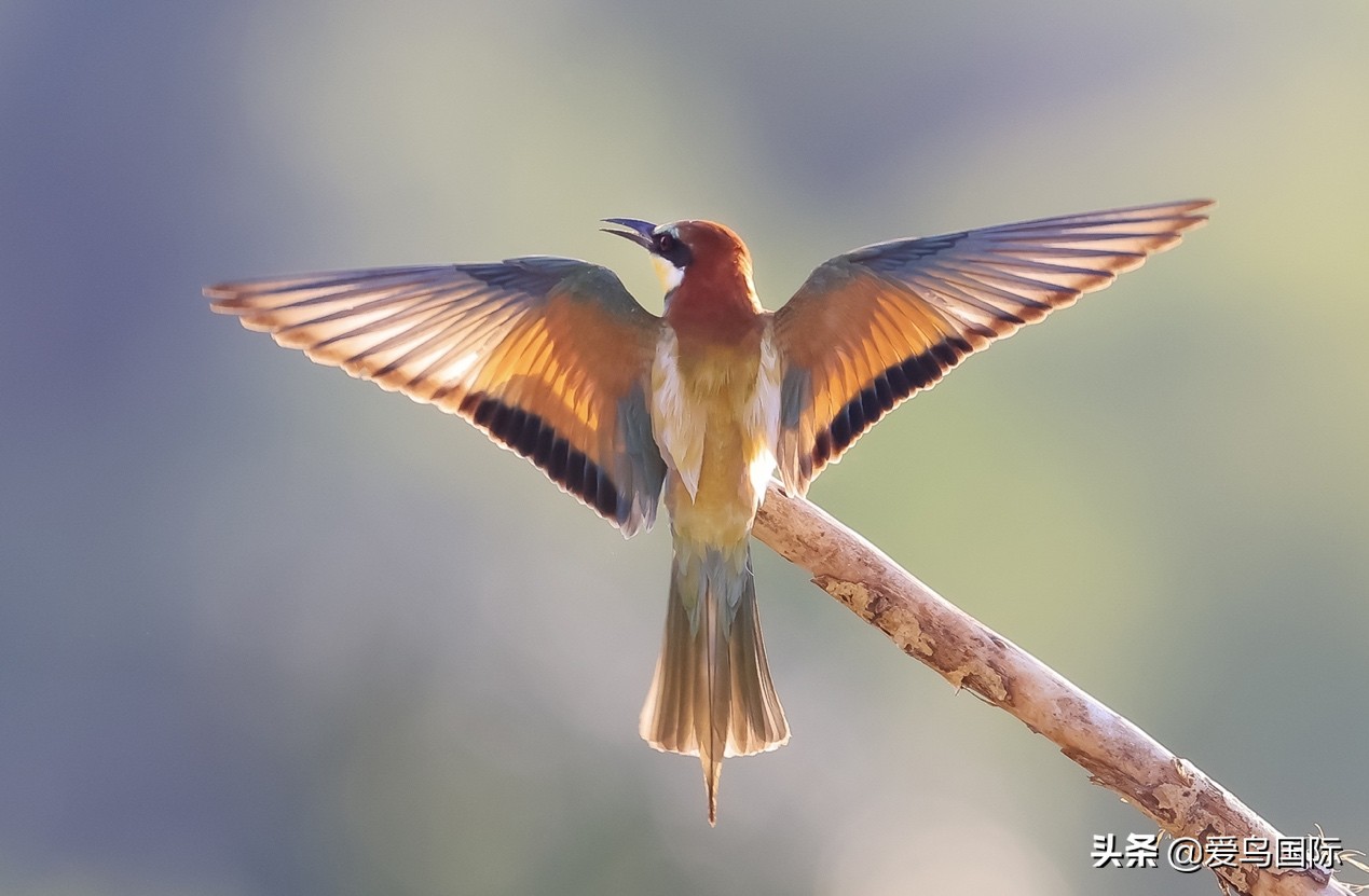 The beautiful hunter yellow-throated bee-eater in the Aventure lens - iNEWS