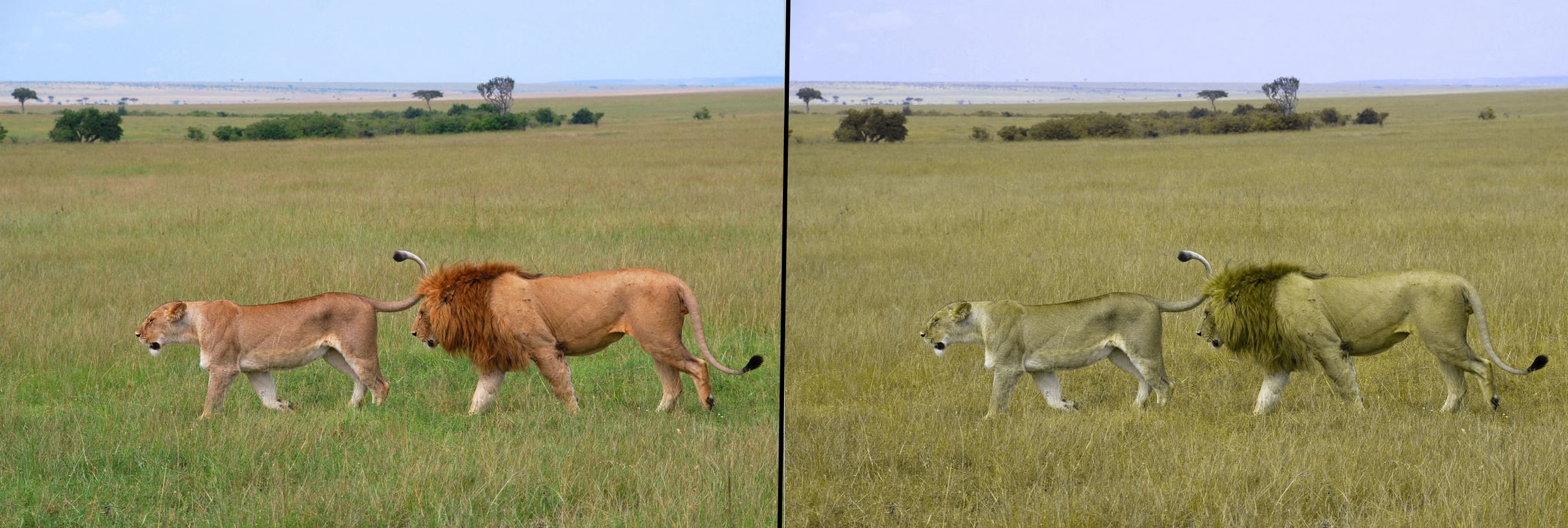 Why are there no green-skinned mammals?It's not that animals don't want ...