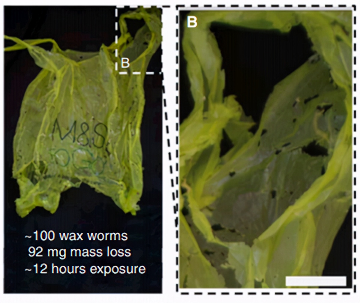 Scientists have discovered microorganisms that can degrade plastics, or ...