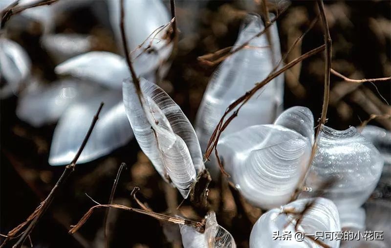 The origin of ice ling grass: after the frost, the ice freezes like ...