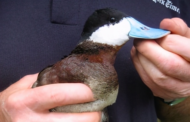 In the face of breeding competition, the duck can change its size, even ...