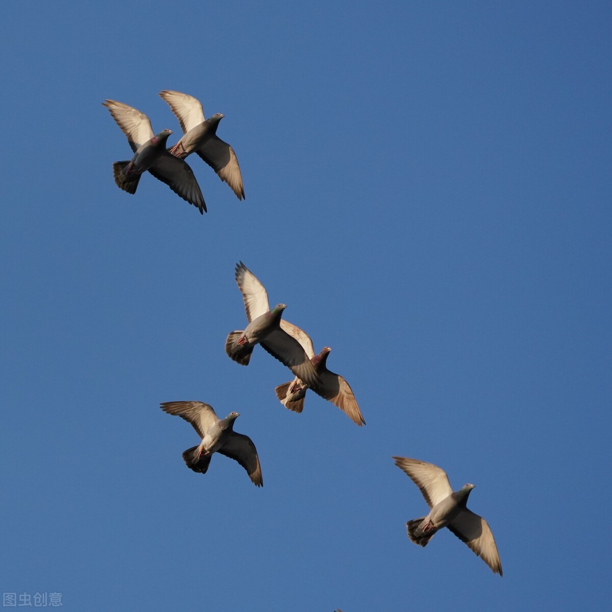 The legendary Jansen Big Ming pigeon "81 Red Fox" - iNEWS