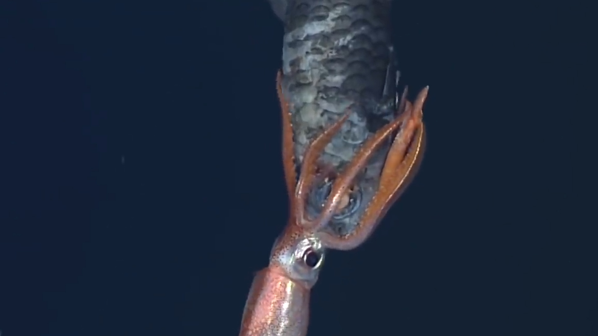 How powerful is the deep sea squid?Blue blood king physalis squid, eat ...