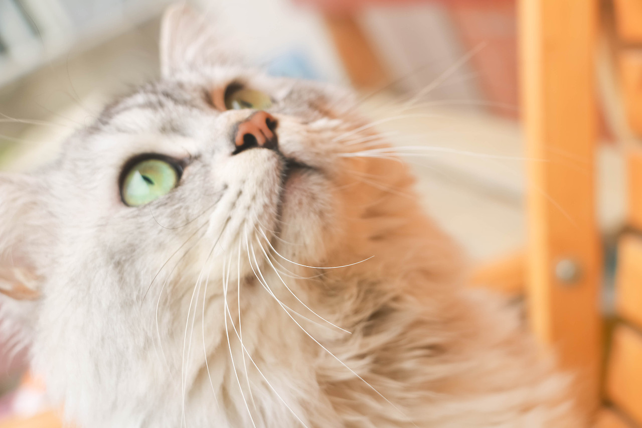 What does the Jin Jila cat mean by showing her belly to you? - iNEWS