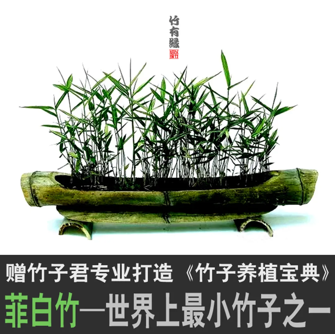 How can we grow small potted bamboos? - iNEWS