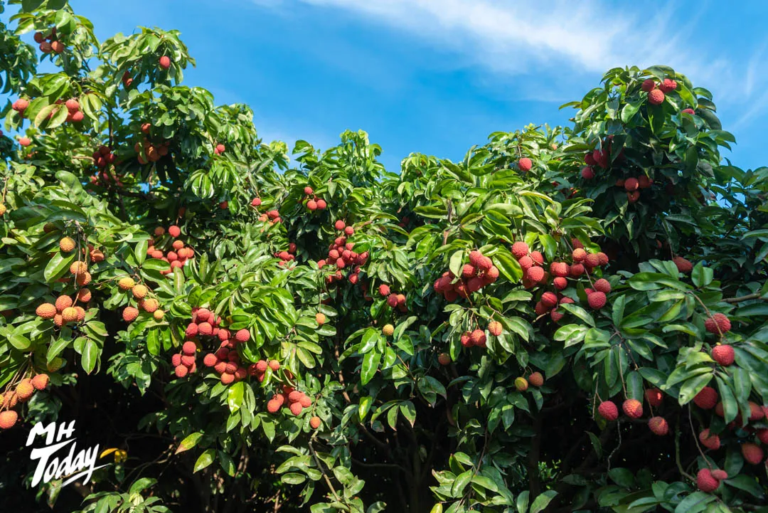 There is a taste of summer, called lychee!Mianhu foodie, how many ...