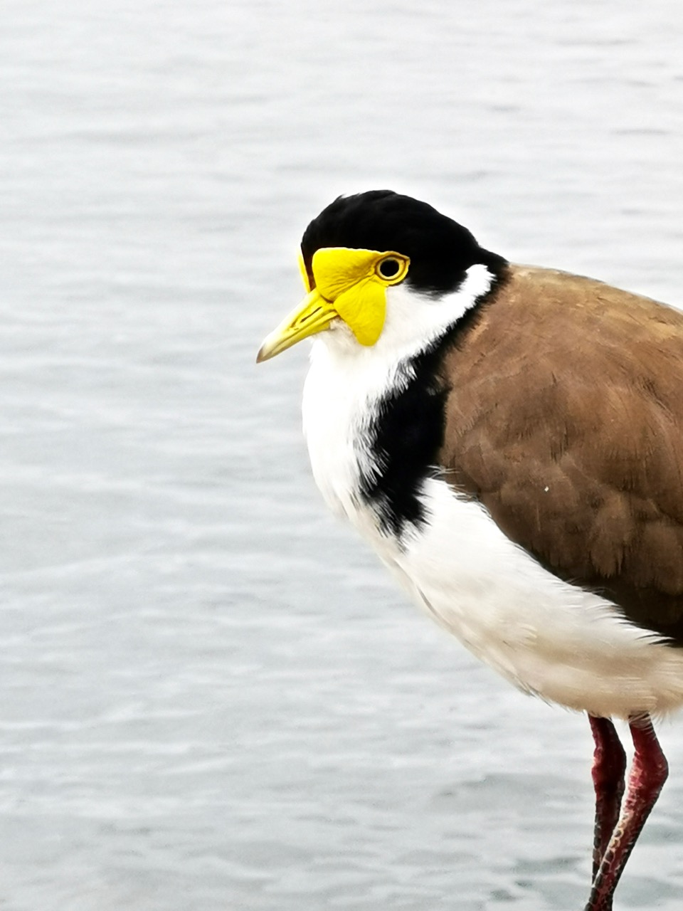 Australian durian bird with super distinctive looks - iNEWS