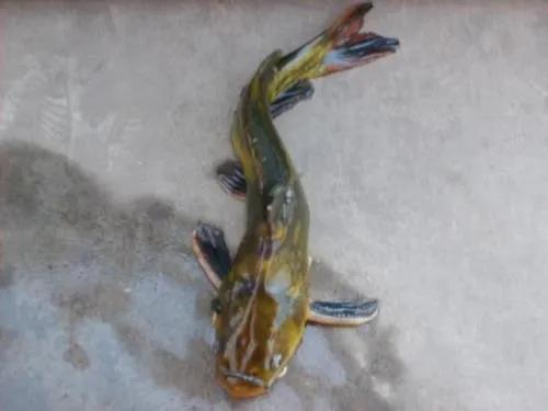 Delicious cold-water fish in a deep mountain stream - iNEWS