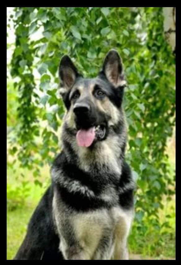 Russian famous dog: Eastern European Shepherd - iNEWS