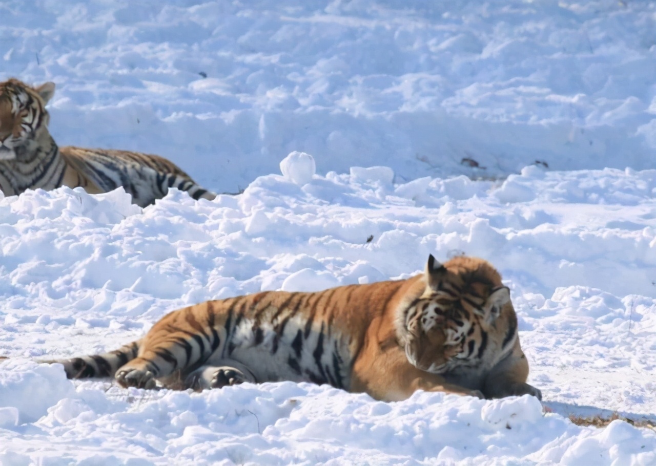 Can the Siberian Tiger bear the cold of Harbin? The scene under the ...