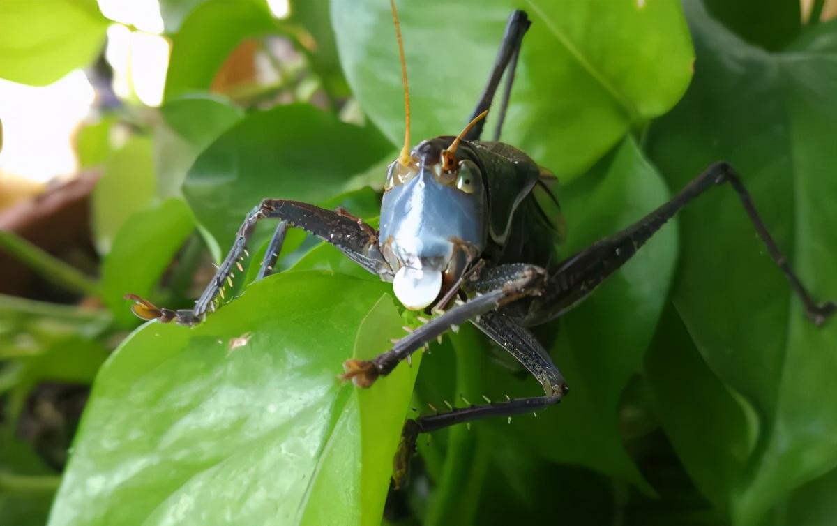 Does the grasshopper recognize people? Why does it hurt itself?How many ...