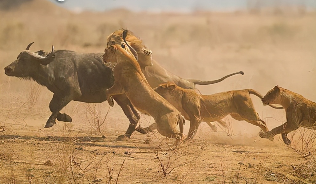 The late lion digs mud for 7 hours to hunt the warthog: Death wants to ...