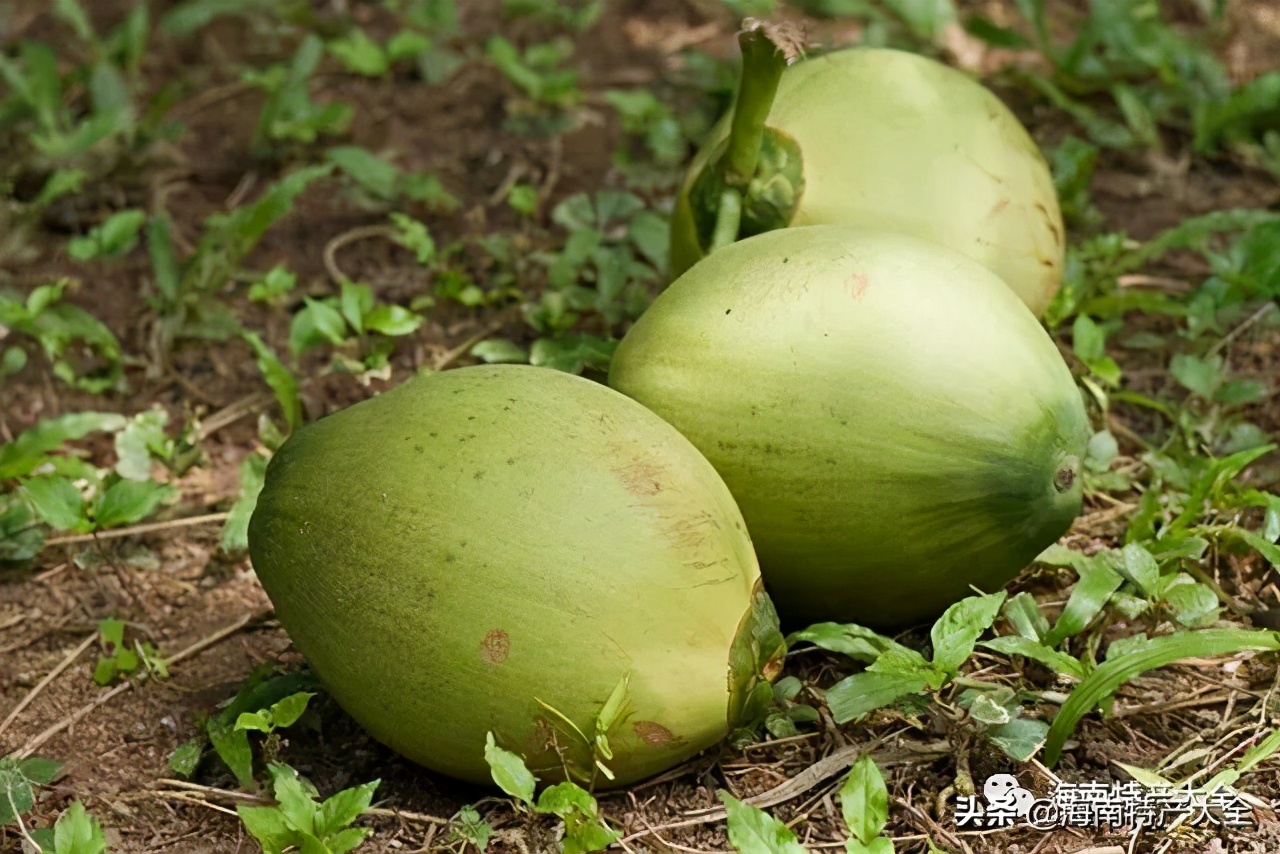 Introduction to Hainan Tropical Fruits (Part 1) - iNEWS