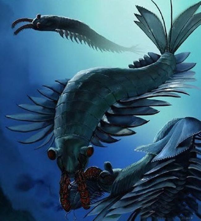 Deng's fish: A slug, under the siege of the strange shrimp, sea ...