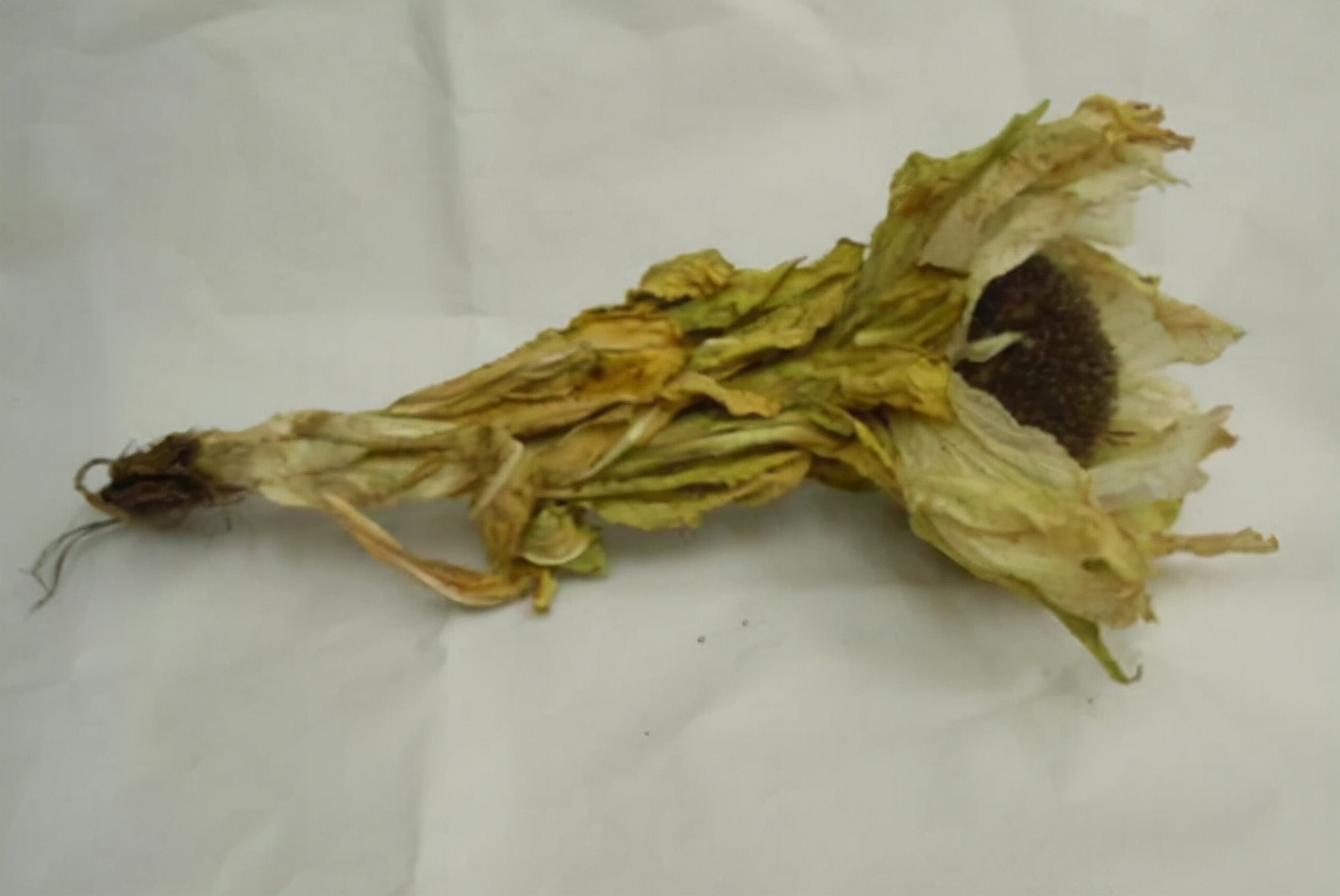 The "Tianshan Snow Lotus" in Xinjiang takes 8 years to grow into one ...