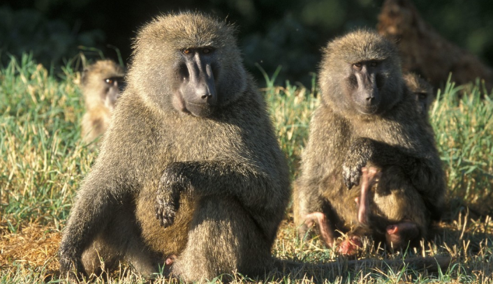 African wild dog and baboon showdown: in 3 years, wild dog killed more ...