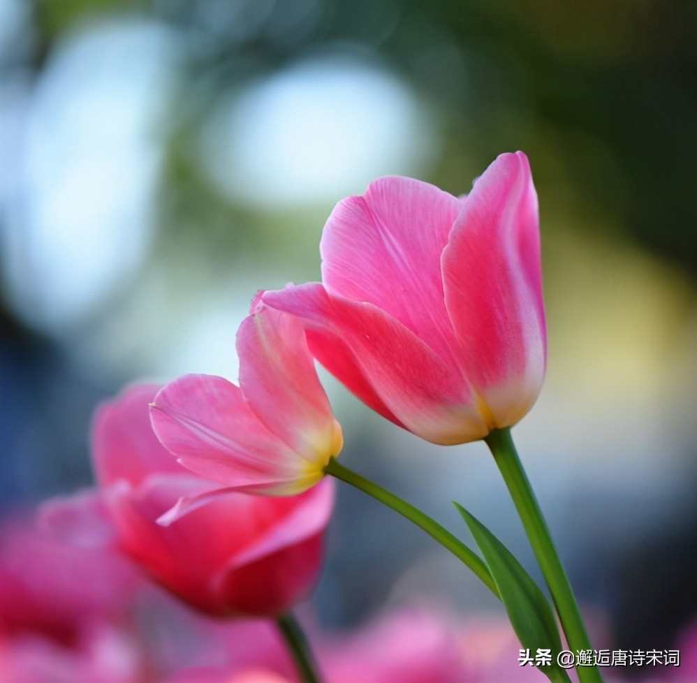 Visiting Jinmen·Hua Guoyu Li Hao Gu Who toiled in Yuguan?Who is singing ...