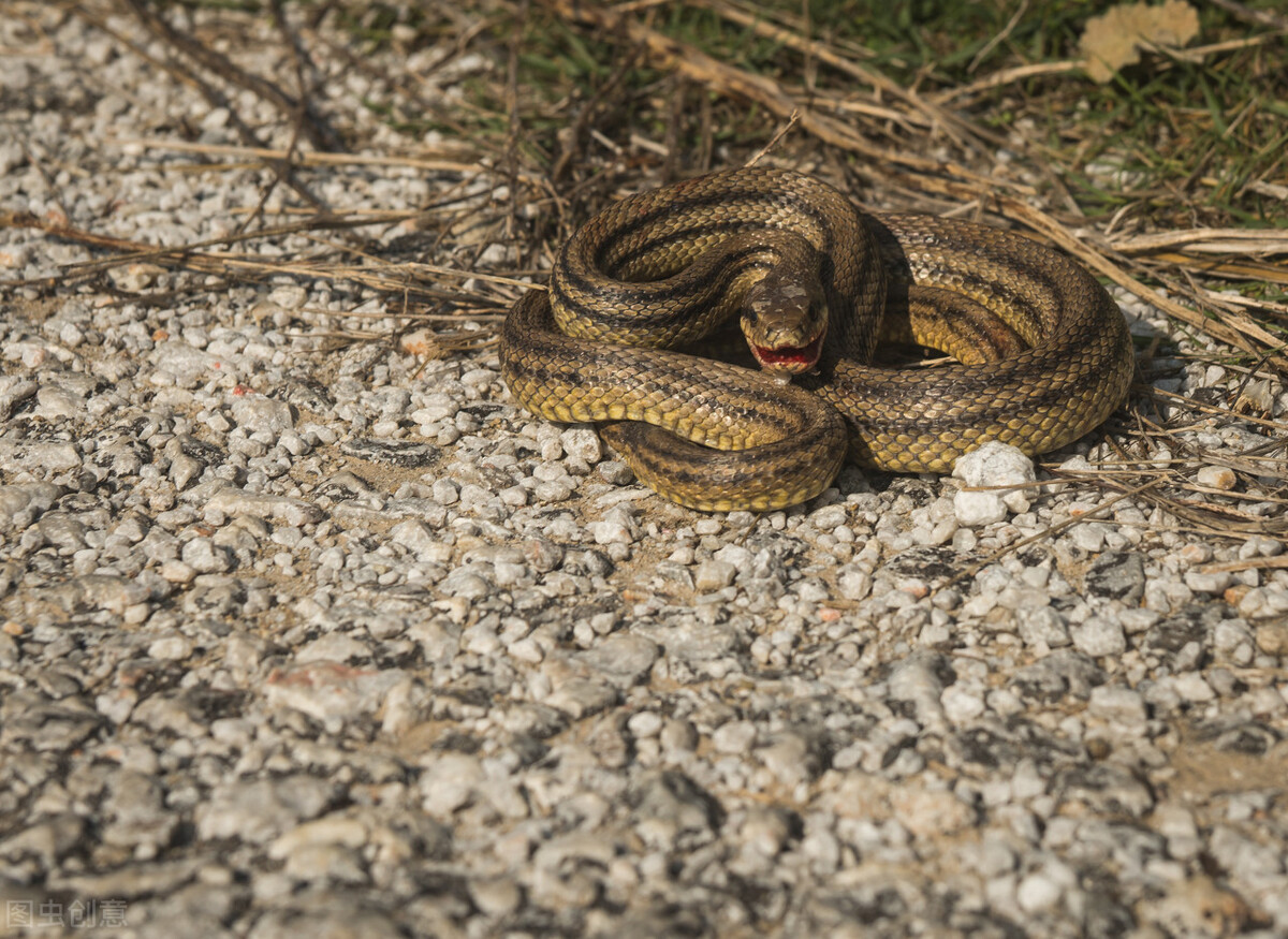 Rumors about snakes in rural areas: realgar drives snakes away, goose ...