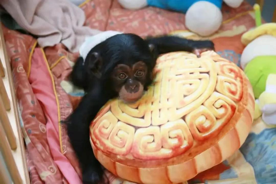 Moe turned over!Come and give a name to the young man in Wuxi Zoo - iNEWS