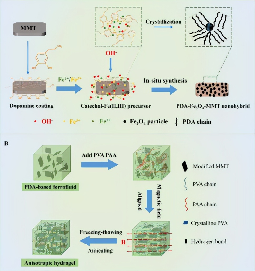 Anisotropic hydrogel with enhanced mechanical and tribological properties through magnetic ...
