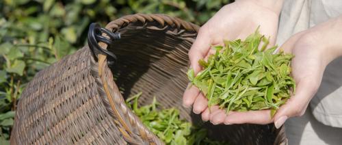 Li Ziqi small package honey grapefruit tea, ingenious taste enriches ...