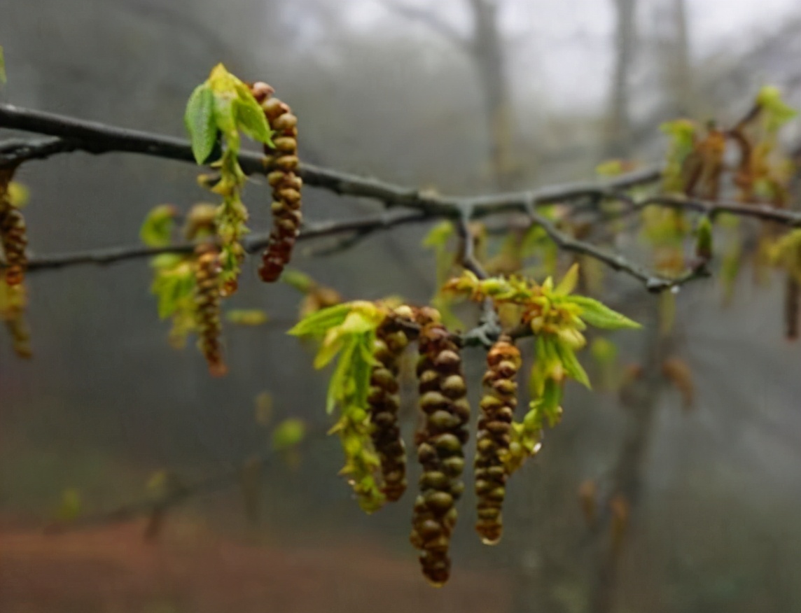 The lonely Earth's only son, Putuo Carpinus, was once a critically ...