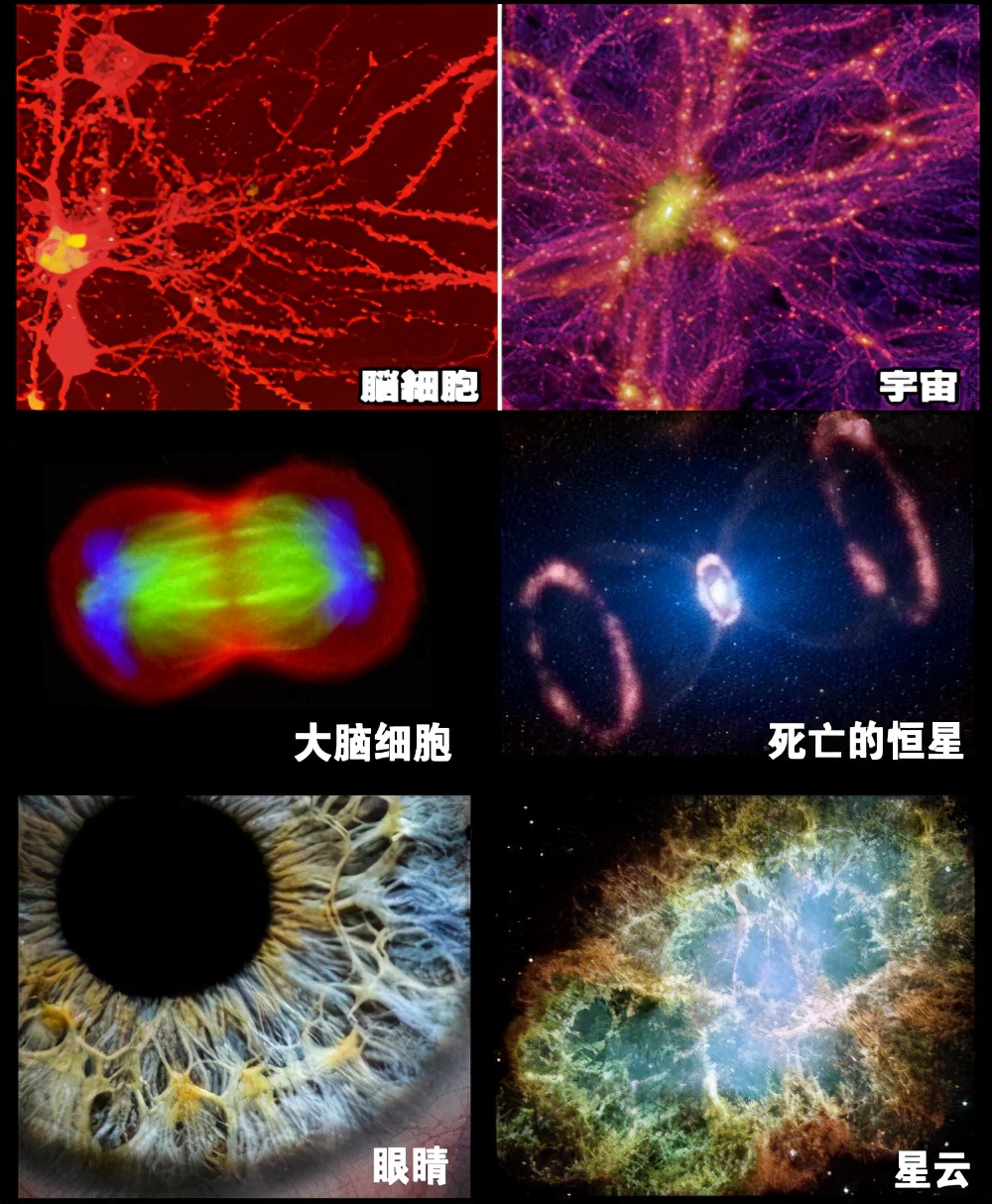 Is the universe live? Scientists published amazing speech: it has huge ...