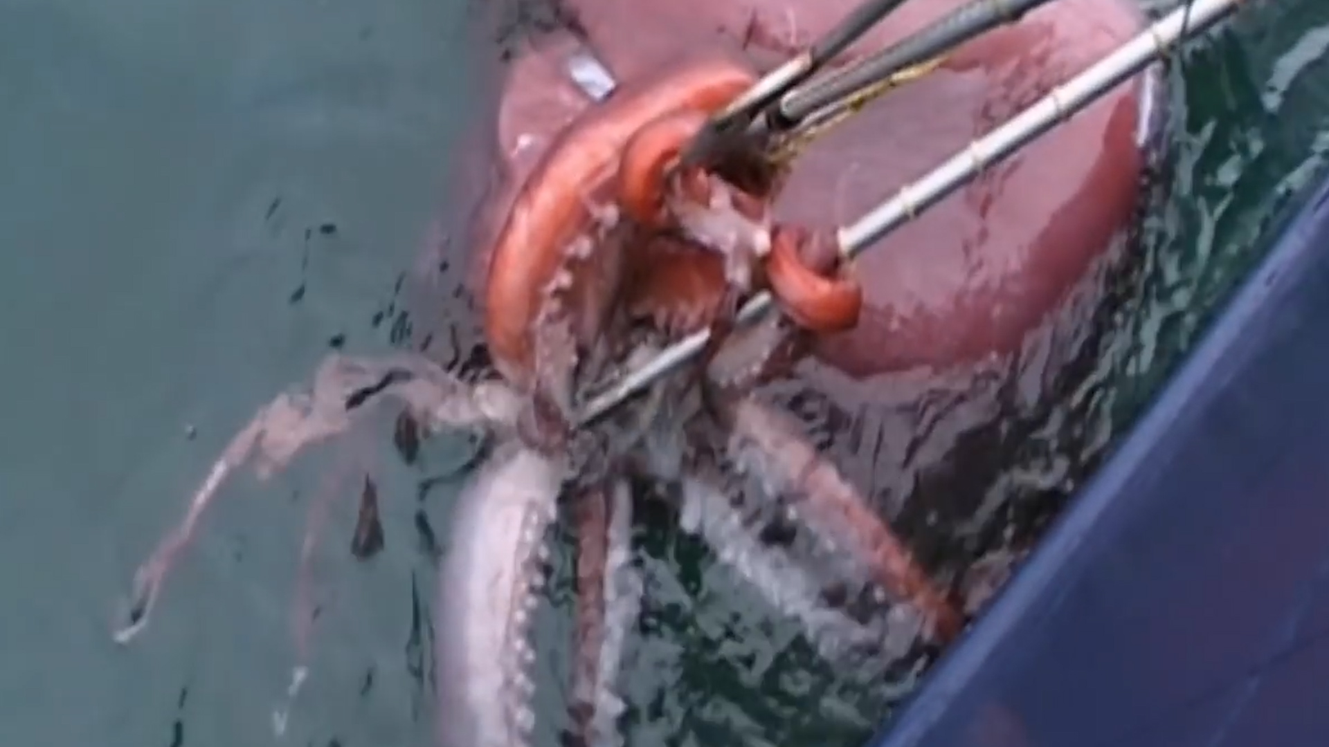 How powerful is the deep sea squid?Blue blood king physalis squid, eat ...
